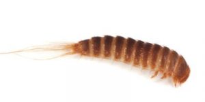 bed bug larvae carpet beetle