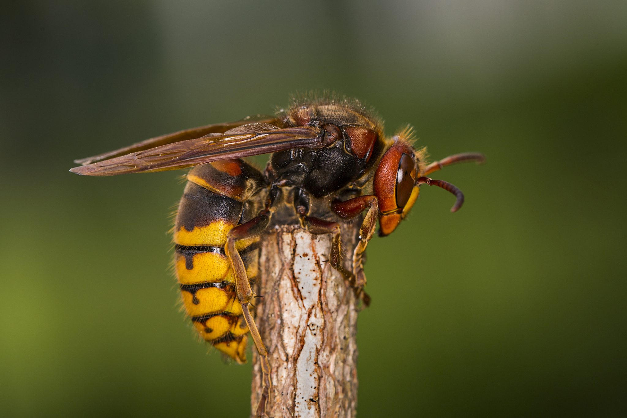 How To Identify Hornet Nests | Types of Hornet Nest | Active Pest Control