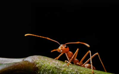 Where There's Smoke, There's Fire Ants in Atlanta GA