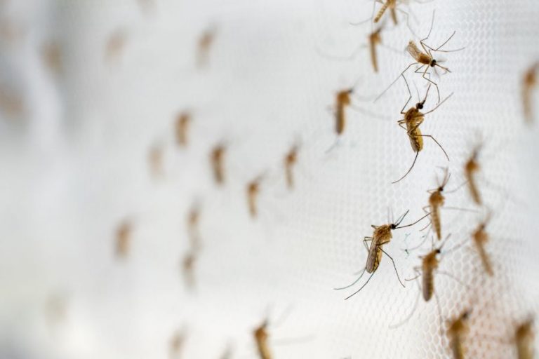 Where Do Mosquitoes Breed? | Active Pest Control
