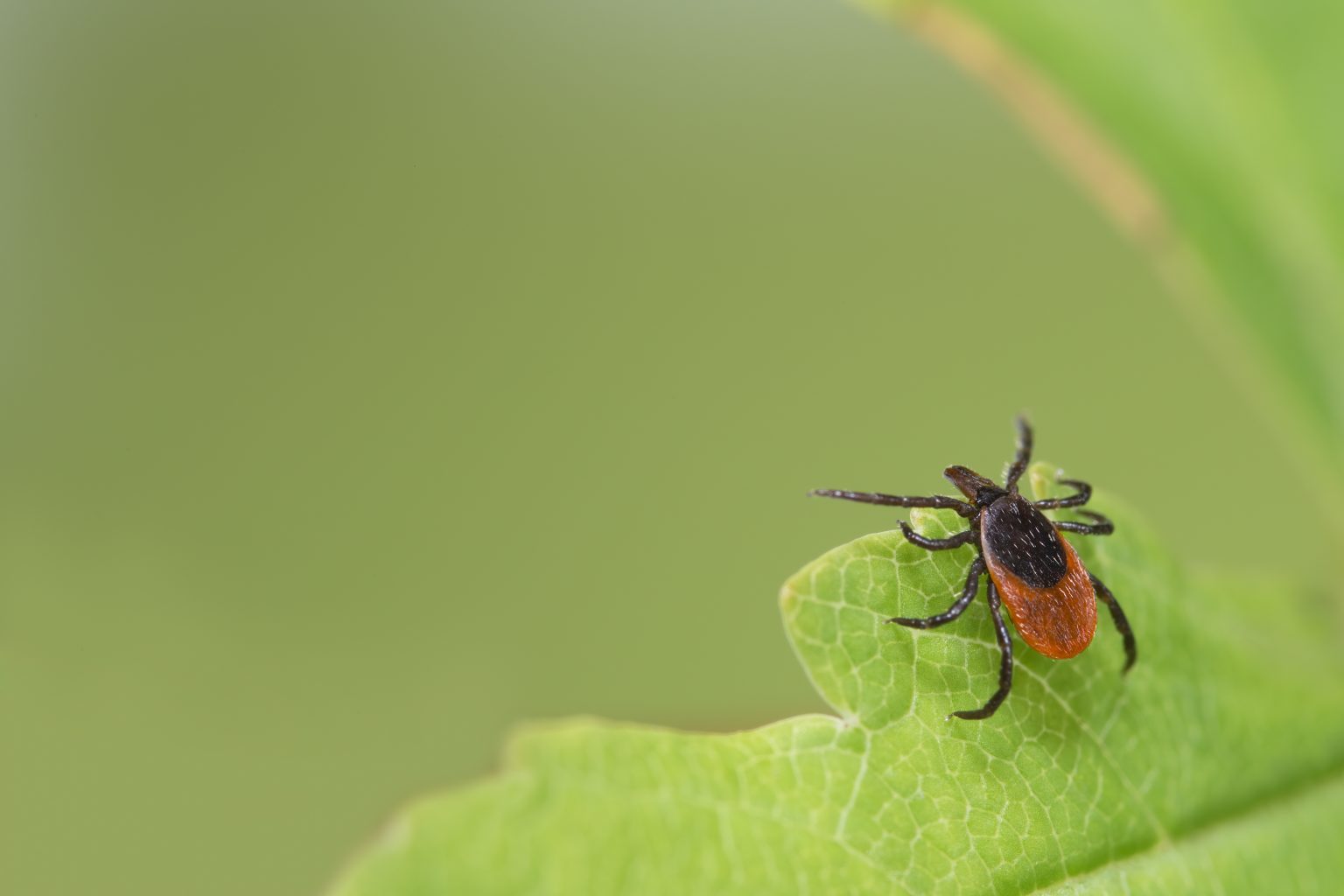 Black Legged (Deer) Tick Identification, Habits & Behavior | Active ...