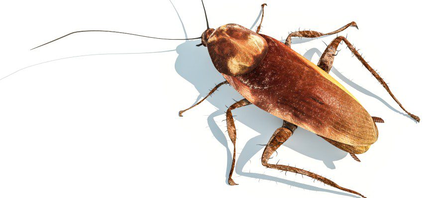 5 Frightening Facts About Cockroaches - Active Pest Control in GA