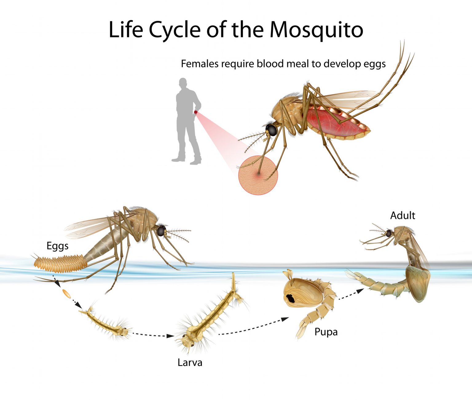 How Long Do Mosquitoes Live? | Mosquito Lifespan | Active Pest Control