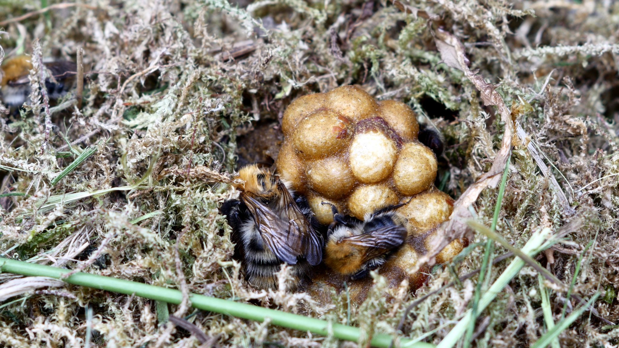 How To Identify Bee Nests | Types of Bee Nest | Active Pest Control